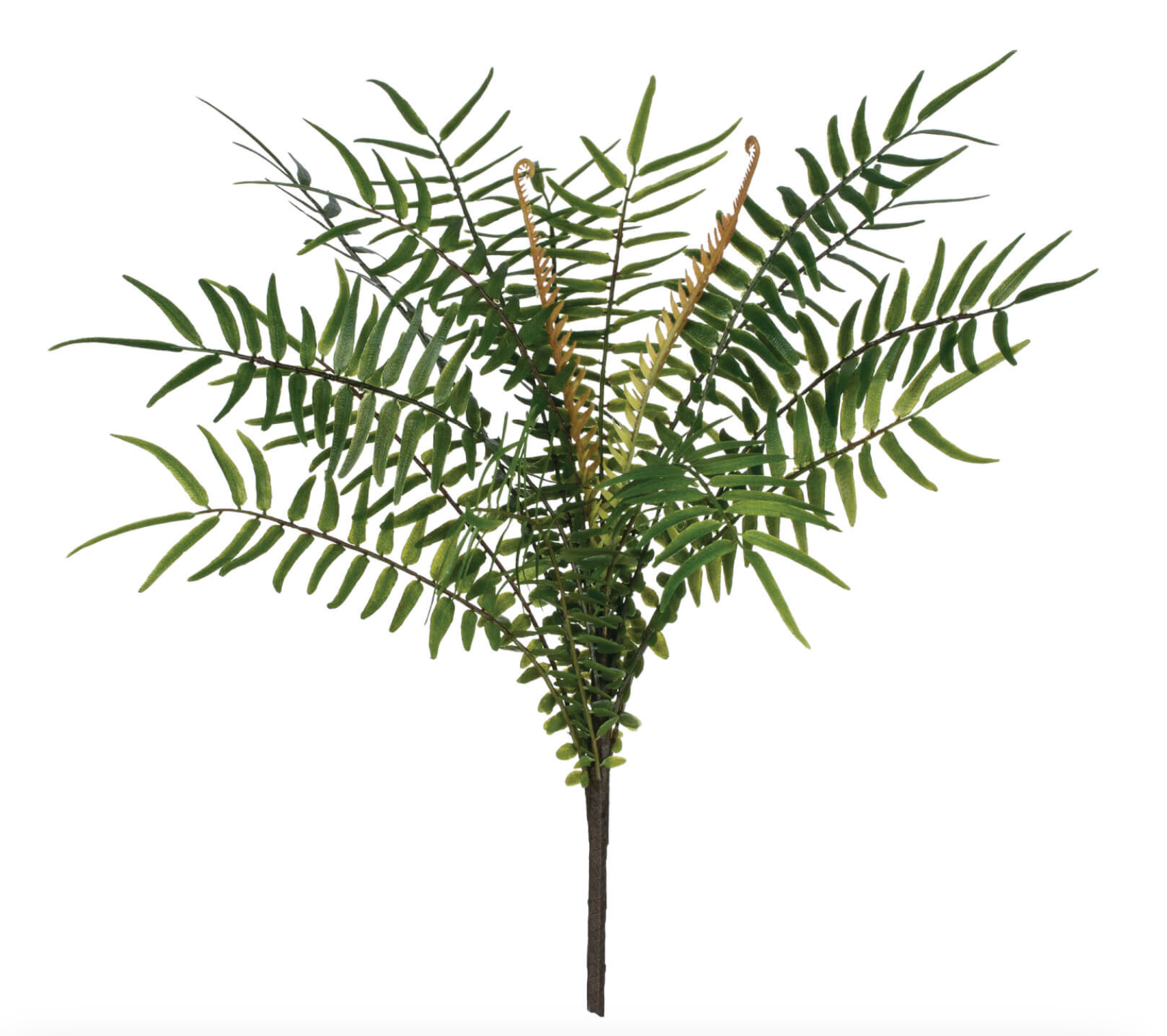 Fern Bush | river city relics